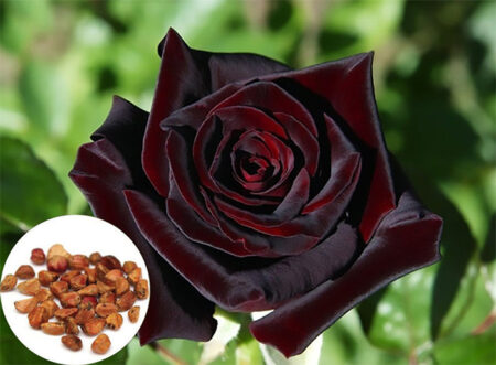 True Blood Roses Are A Perfect Way To Add A Touch Of Gothic To Your Garden