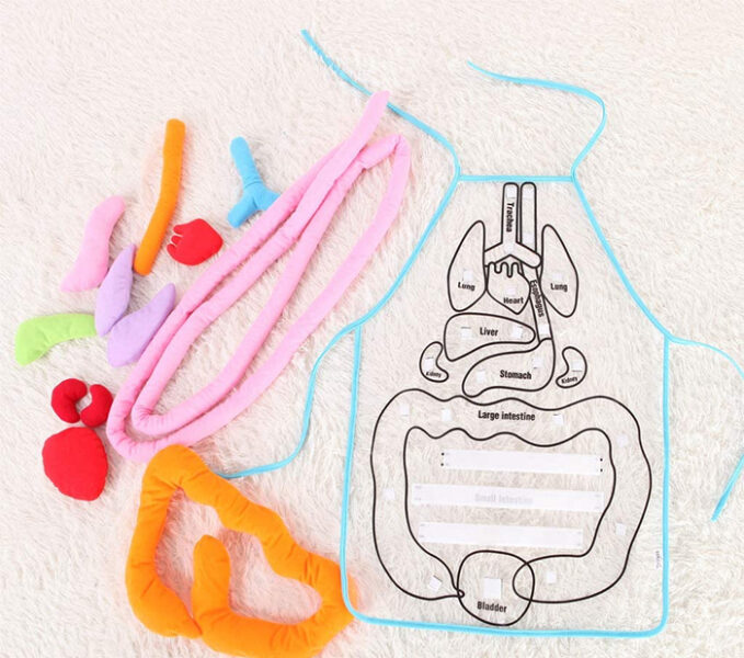 Teach Kids About The Human Body With This Anatomy Apron