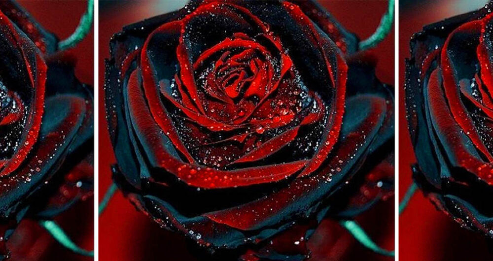 True Blood Roses Are A Perfect Way To Add A Touch Of Gothic To Your Garden