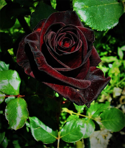 True Blood Roses Are A Perfect Way To Add A Touch Of Gothic To Your Garden