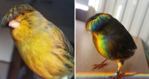 This Is Barry The Canary. Barry Has A Bowl Cut