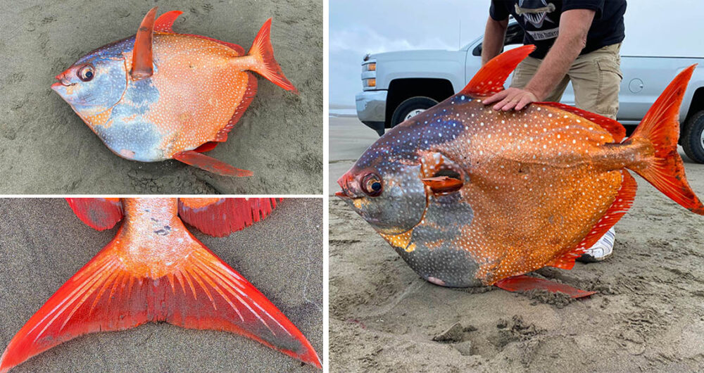 Someone Found A Washed-Up 100lb Opah Fish On The Beach
