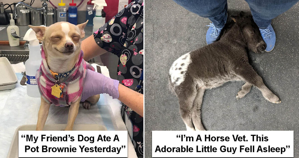 Vets Share Some Of The Cutest Pets They've Seen While At Work