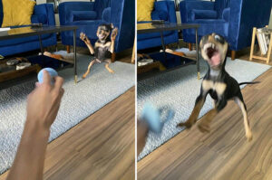 People Share Funny Everyday Photos Of Their Dogs Doing Questionable Dog ...