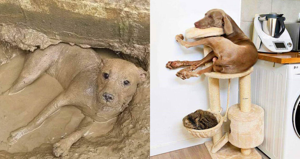 People Share Funny Everyday Photos Of Their Dogs Doing Questionable Dog ...