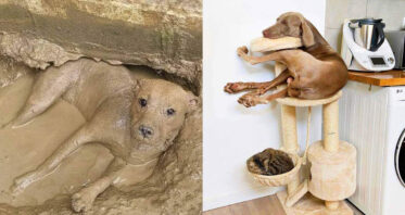 People Share Funny Everyday Photos Of Their Dogs Doing Questionable Dog ...