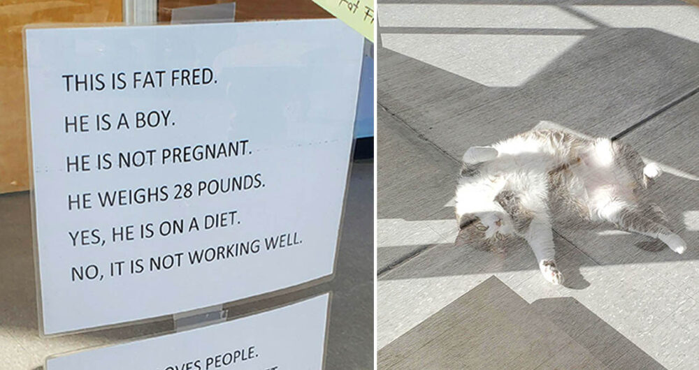 Passerby Spots Hilarious Sign At Vet Clinic About Their Overweight Cat ...