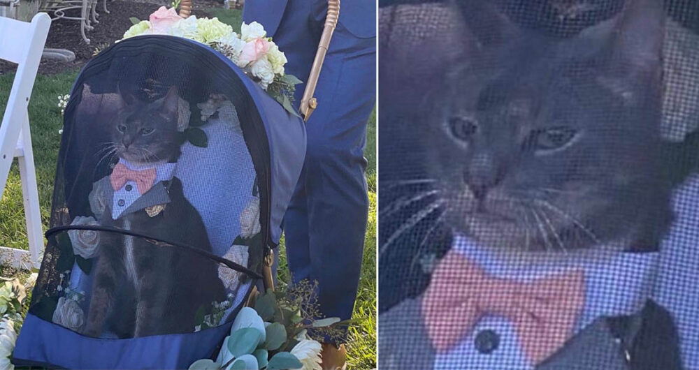 Cat Becomes Ring Bearer For His Owners Wedding And Stole The Show
