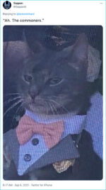 Cat Becomes Ring Bearer For His Owners Wedding And Stole The Show