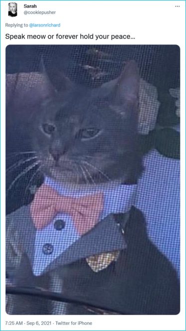 Cat Becomes Ring Bearer For His Owners Wedding And Stole The Show