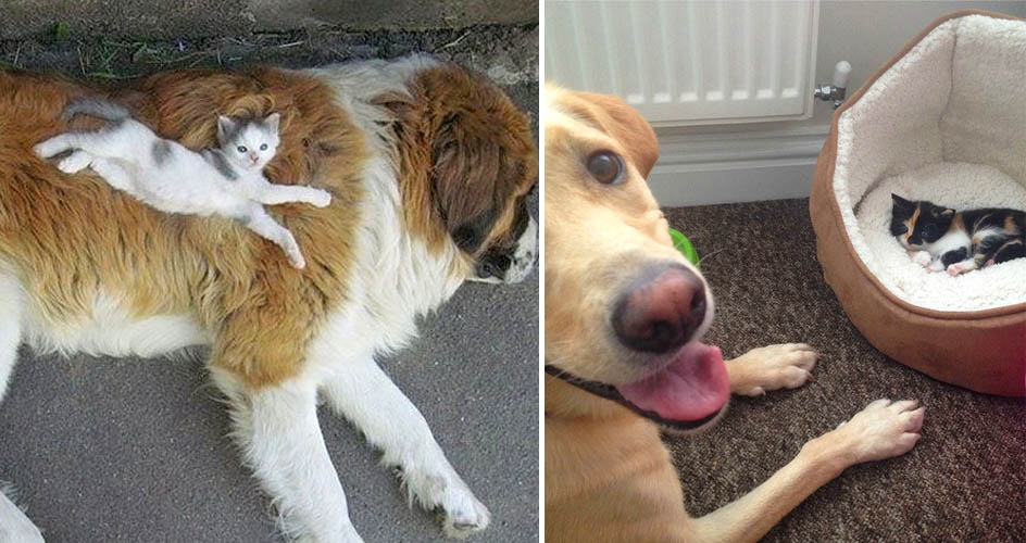 Although Dogs Are Generally Bigger Than Cats, Cats Seem To Be The Ones ...