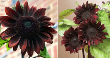 These Seeds Grow Chocolate Sunflowers, So You Can Add A 'Sweet' Touch ...
