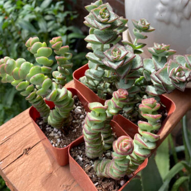 There's A Succulent Plant Known As ‘String Of Buttons’ And Now I Need ...