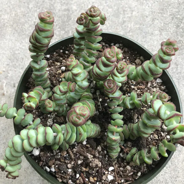 There's A Succulent Plant Known As ‘String Of Buttons’ And Now I Need ...