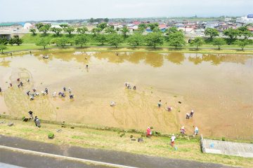 Japanese Village Comes Together Each Year To Create Huge Rice Paddy Art