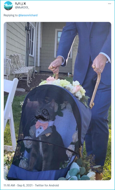 Cat Becomes Ring Bearer For His Owners Wedding And Stole The Show