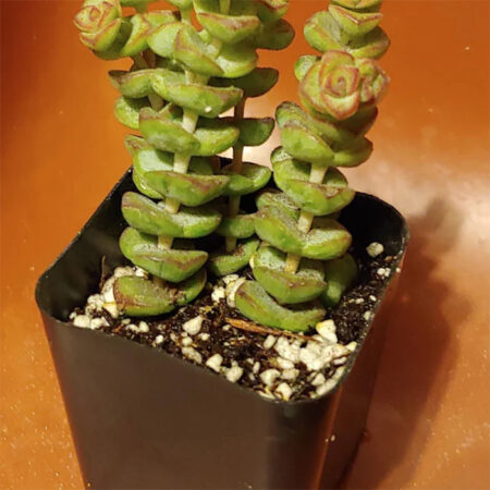 There's A Succulent Plant Known As ‘String Of Buttons’ And Now I Need ...