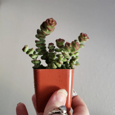 There's A Succulent Plant Known As ‘String Of Buttons’ And Now I Need ...