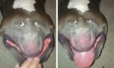 15 Times Pets Probably Thought Humans Were Weird