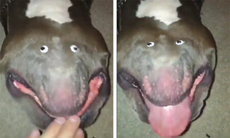 15 Times Pets Probably Thought Humans Were Weird