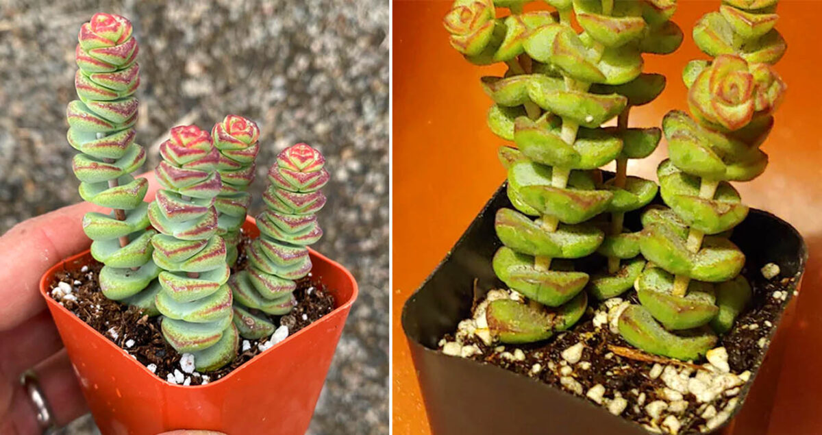 There's A Succulent Plant Known As ‘String Of Buttons’ And Now I Need ...