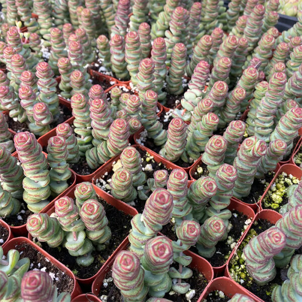 There's A Succulent Plant Known As ‘String Of Buttons’ And Now I Need ...