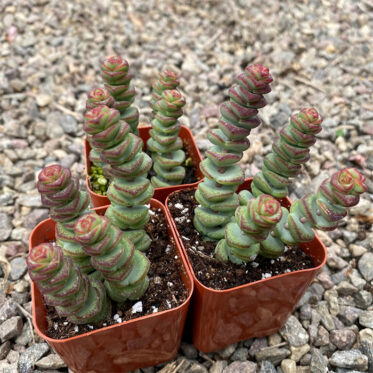 There's A Succulent Plant Known As ‘String Of Buttons’ And Now I Need ...