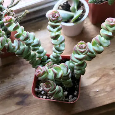 There's A Succulent Plant Known As ‘String Of Buttons’ And Now I Need ...