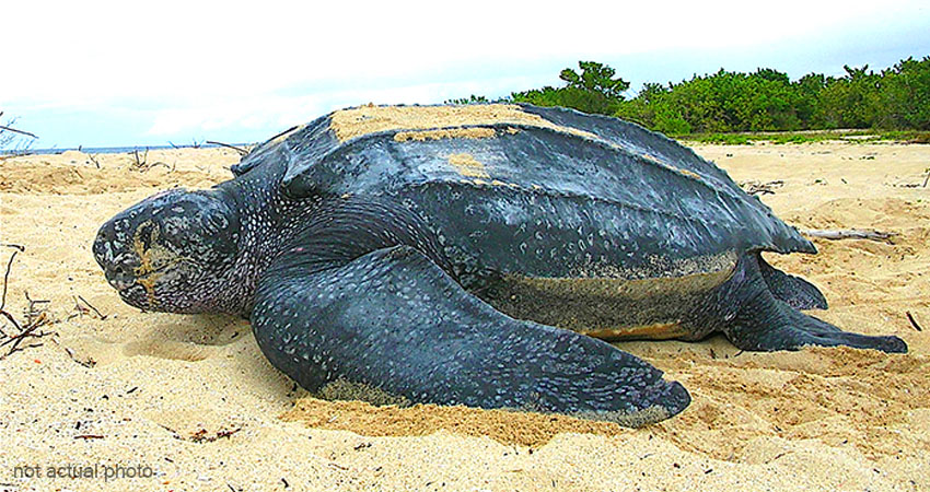 The World’s Biggest Breed Of Sea Turtle Spotted On The Beach And It's ...