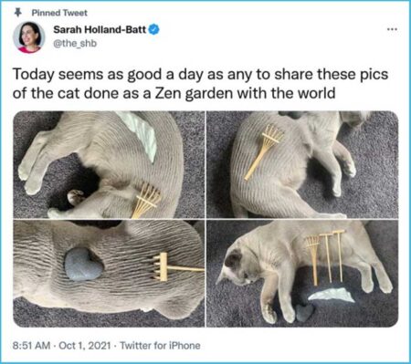 Turning Chilled Out Cats Into Zen Gardens Is Fast Becoming A Trend