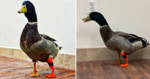 "Waddles" The Duck Gets A New 3D-Printed Prosthetic Leg So He Can Walk ...