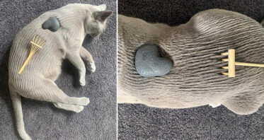 Alessandra Documents The Carefree Life Of Her Adorable Cat "Grisu" And ...