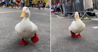 "Waddles" The Duck Gets A New 3D-Printed Prosthetic Leg So He Can Walk ...