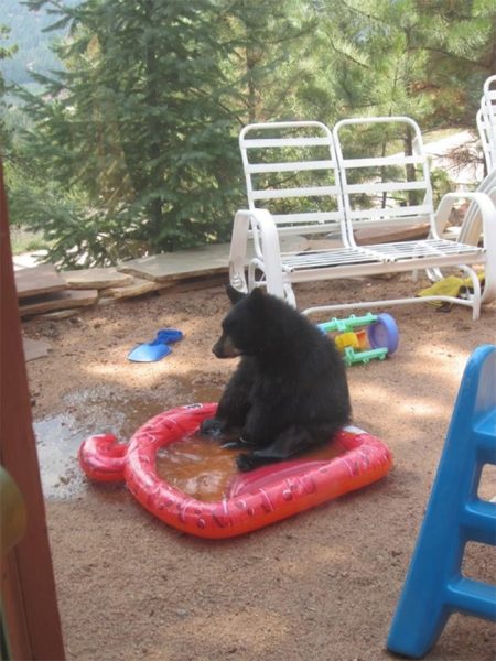 30 People Share The Hilarious Times They Caught Bears Acting More Like ...