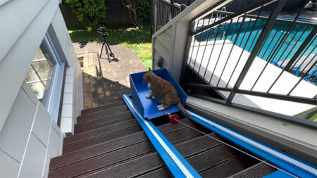 Liam Thompson Built His 20-Year-Old Cat A Custom Stair Elevator So He ...
