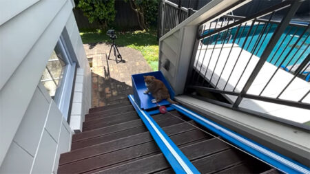 Liam Thompson Built His 20-Year-Old Cat A Custom Stair Elevator So He ...