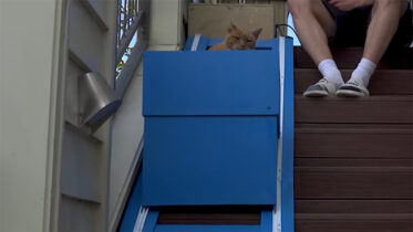 Liam Thompson Built His 20-Year-Old Cat A Custom Stair Elevator So He ...