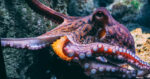 New UK Law Recognizes Cephalopods And Decapods As Sentient Beings