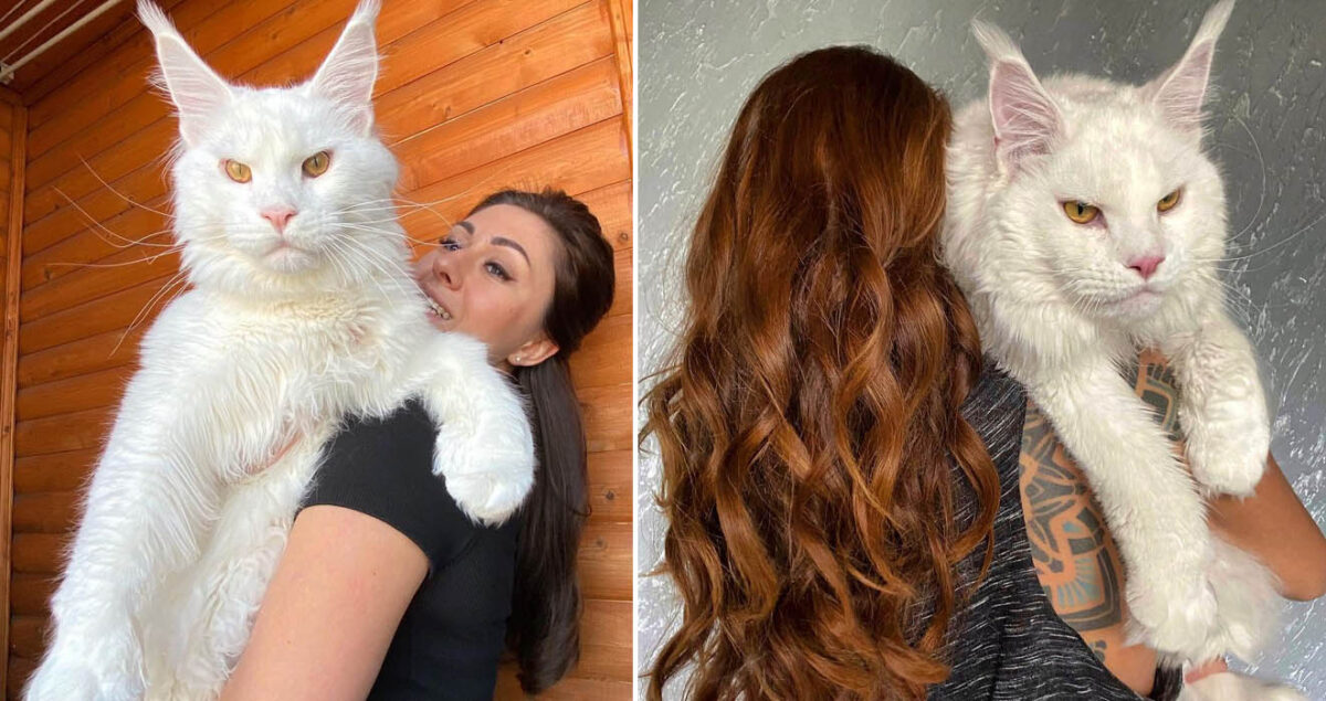 Meet Kefir - The Giant Maine Coon Cat That Looks Like A White Lion