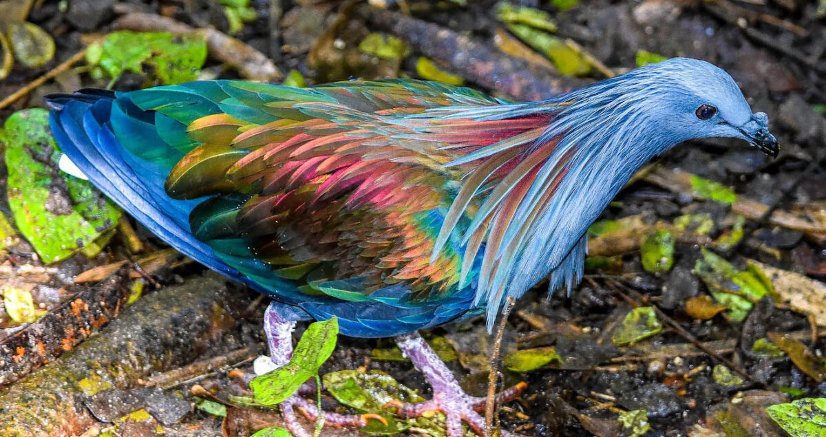 The Stunning Nicobar Pigeon Dazzles With Its Beautiful Colors