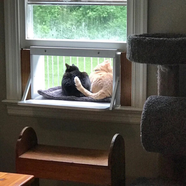 This Cat Window Lets Your Indoor Cats Relax In The Sunshine