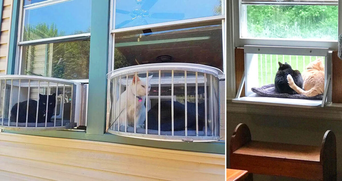 This Cat Window Lets Your Indoor Cats Relax In The Sunshine