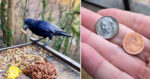 Woman Starts Feeding Family Of Crows And Then They Start Leaving Her Gifts