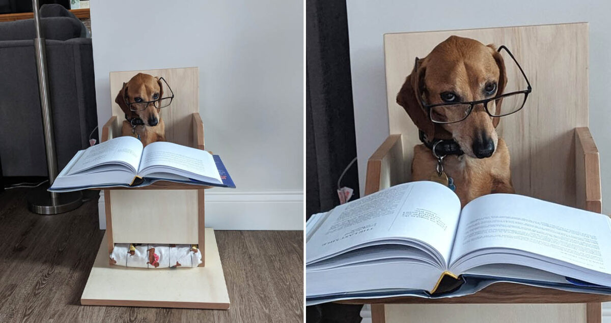 Professor Asked Her Students To Send Photos Of Their Dogs Doing Class ...