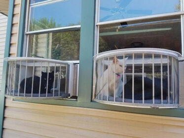This Cat Window Lets Your Indoor Cats Relax In The Sunshine