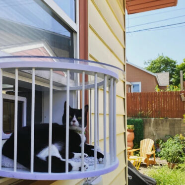 This Cat Window Lets Your Indoor Cats Relax In The Sunshine