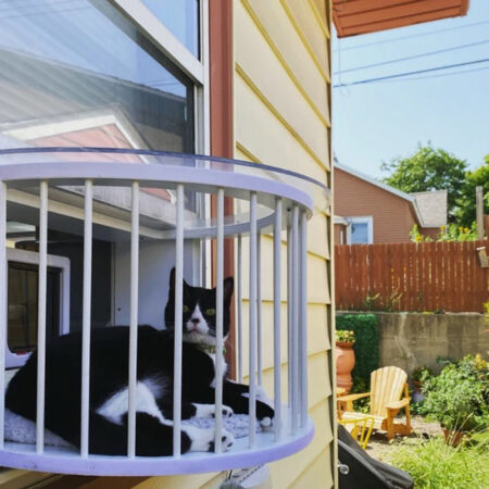 This Cat Window Lets Your Indoor Cats Relax In The Sunshine