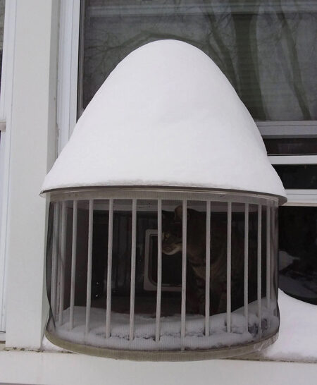 This Cat Window Lets Your Indoor Cats Relax In The Sunshine