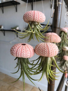 These Planters Look Like Jellyfish By Holding Your Air Plants Upside-Down