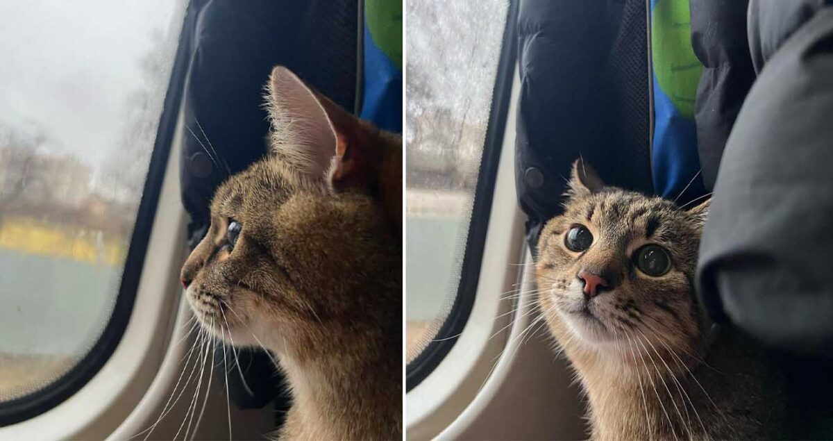 Insta-Famous Cat Stepan Flees Home In Ukraine With Family To France